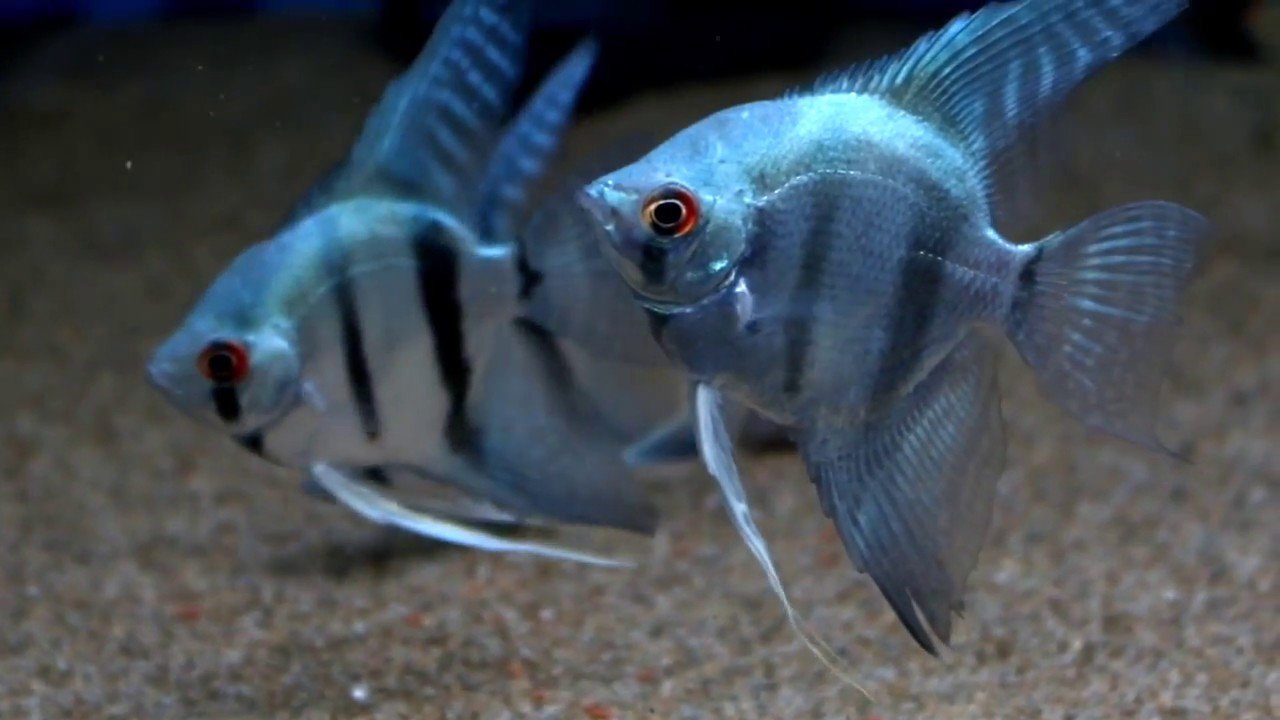 Los PECES EXÓTICOS más bellos del mundo | Peces Exoticos vip